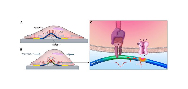 Nanoelectronic Sensor Simultaneously Measures Electrical & Mechanical ...